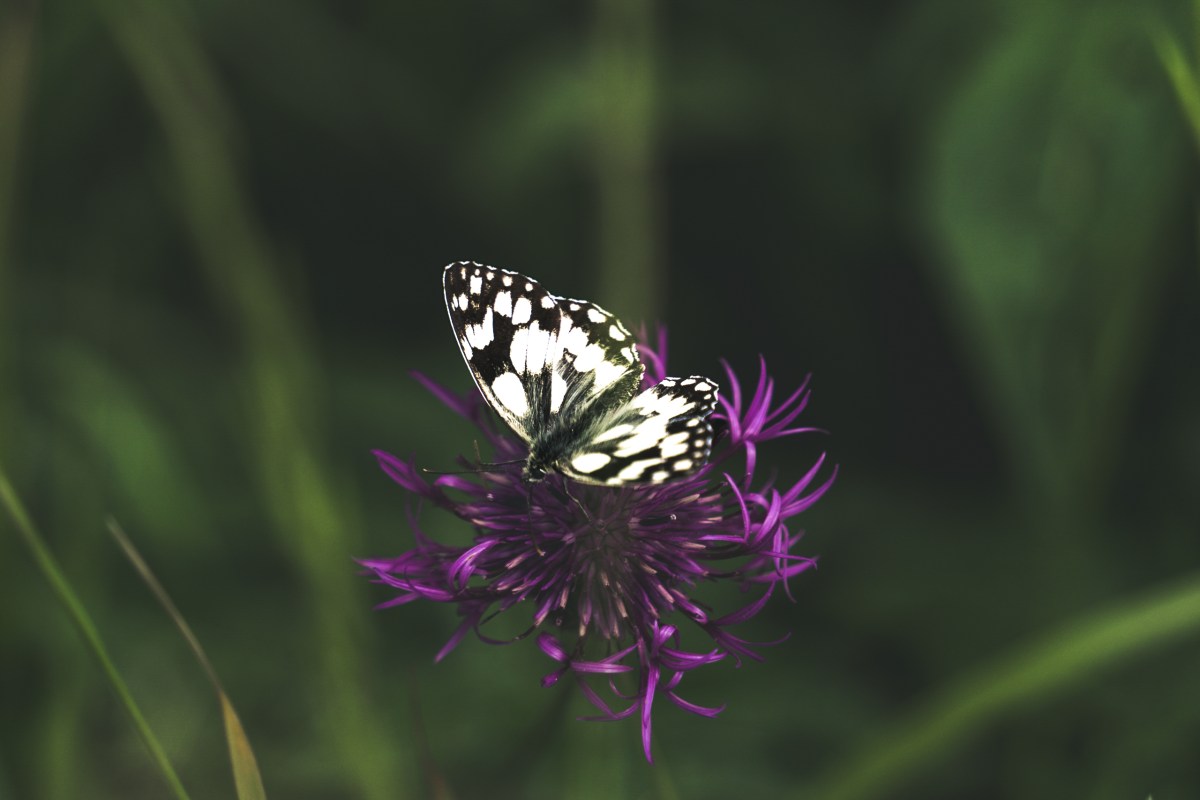 Celebrating butterflies during National Insect Week – The South West ...