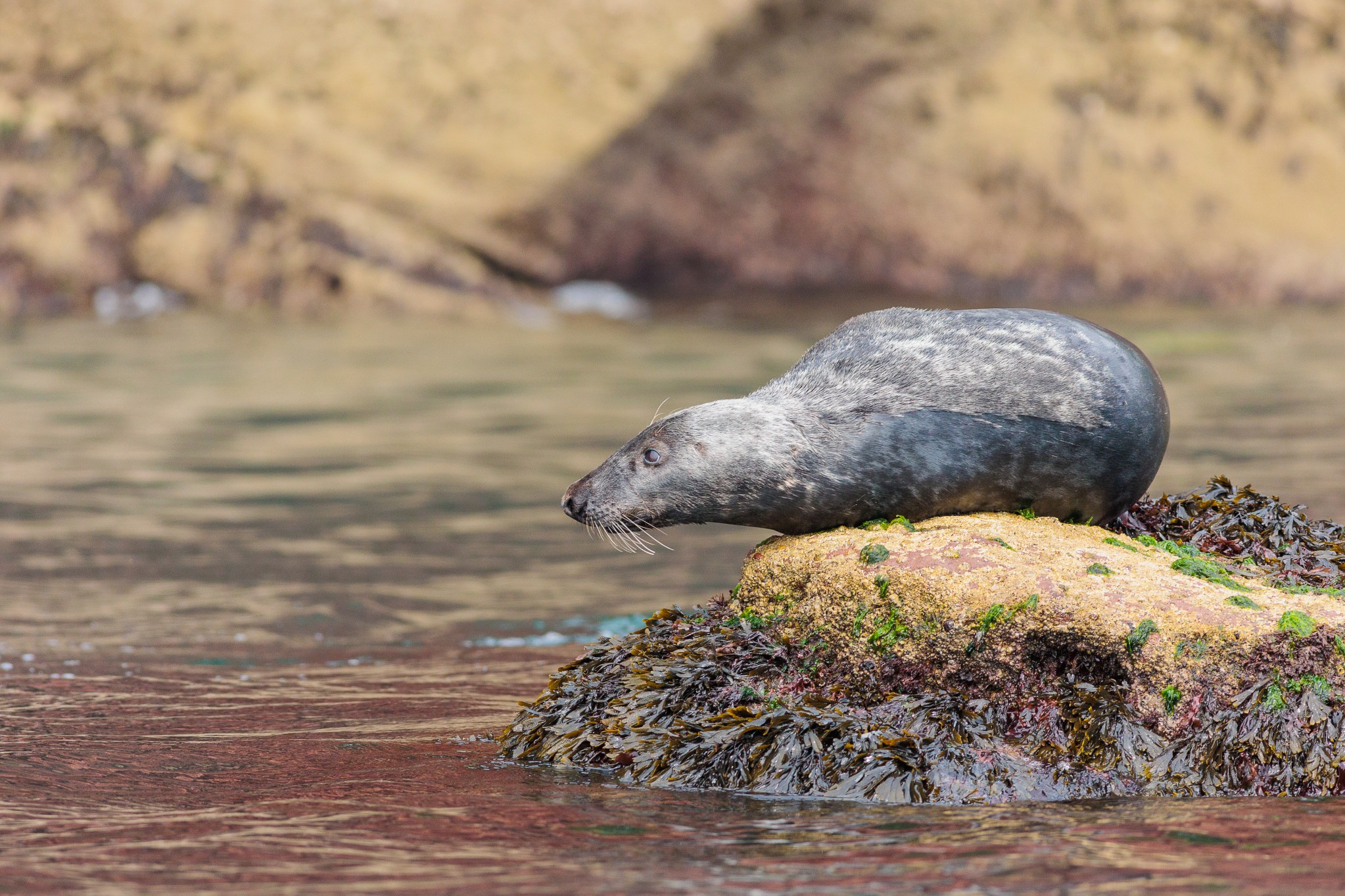8 Marine Animals to Spot on the South West Coast Path – The South West ...