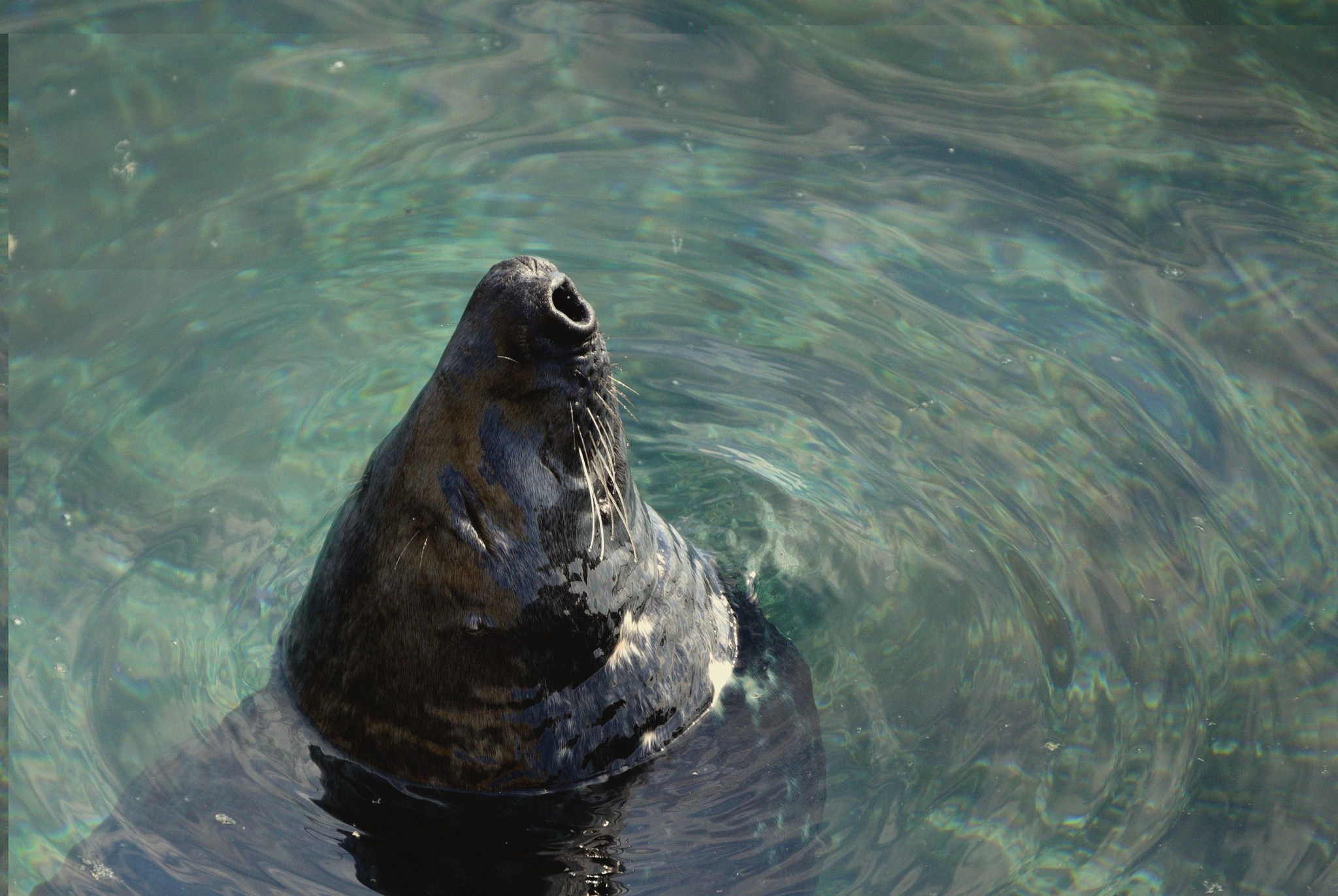Seal watching in Cornwall and Devon – The South West Coast Path
